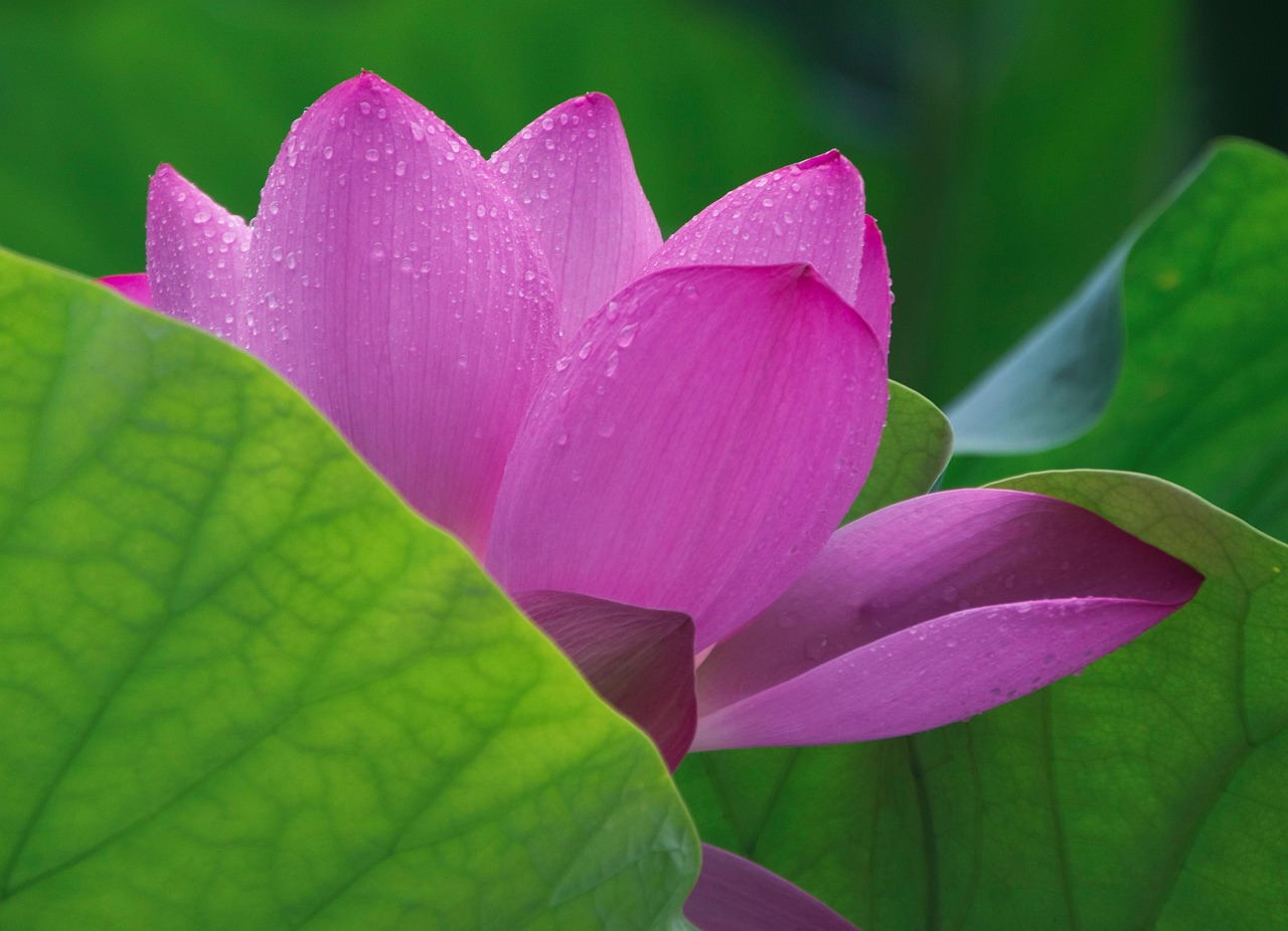 Teratai Bunga Titik Embun - Foto gratis di Pixabay - Pixabay