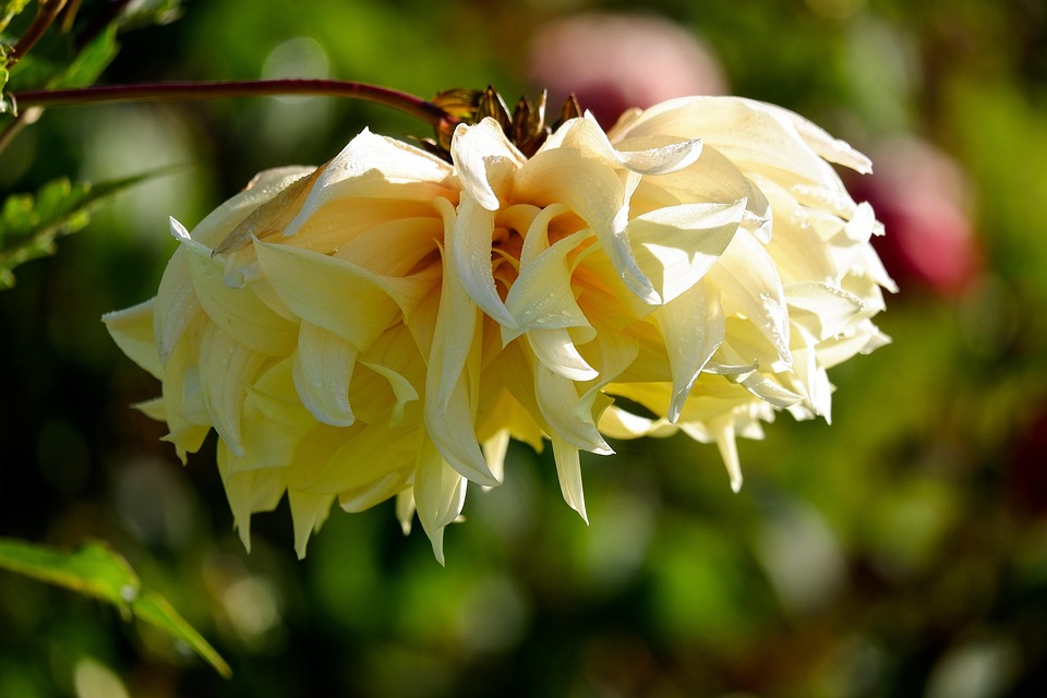 Dahlia Bunga Embun - Foto gratis di Pixabay - Pixabay