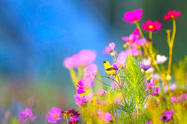 Fleurs Prairie Jardin - Photo gratuite sur Pixabay - Pixabay