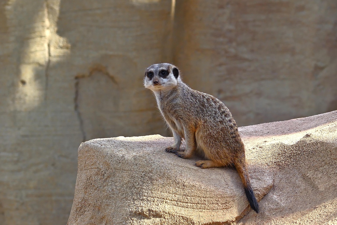 Suricata Animal Mamífero Fauna - Foto gratis en Pixabay - Pixabay