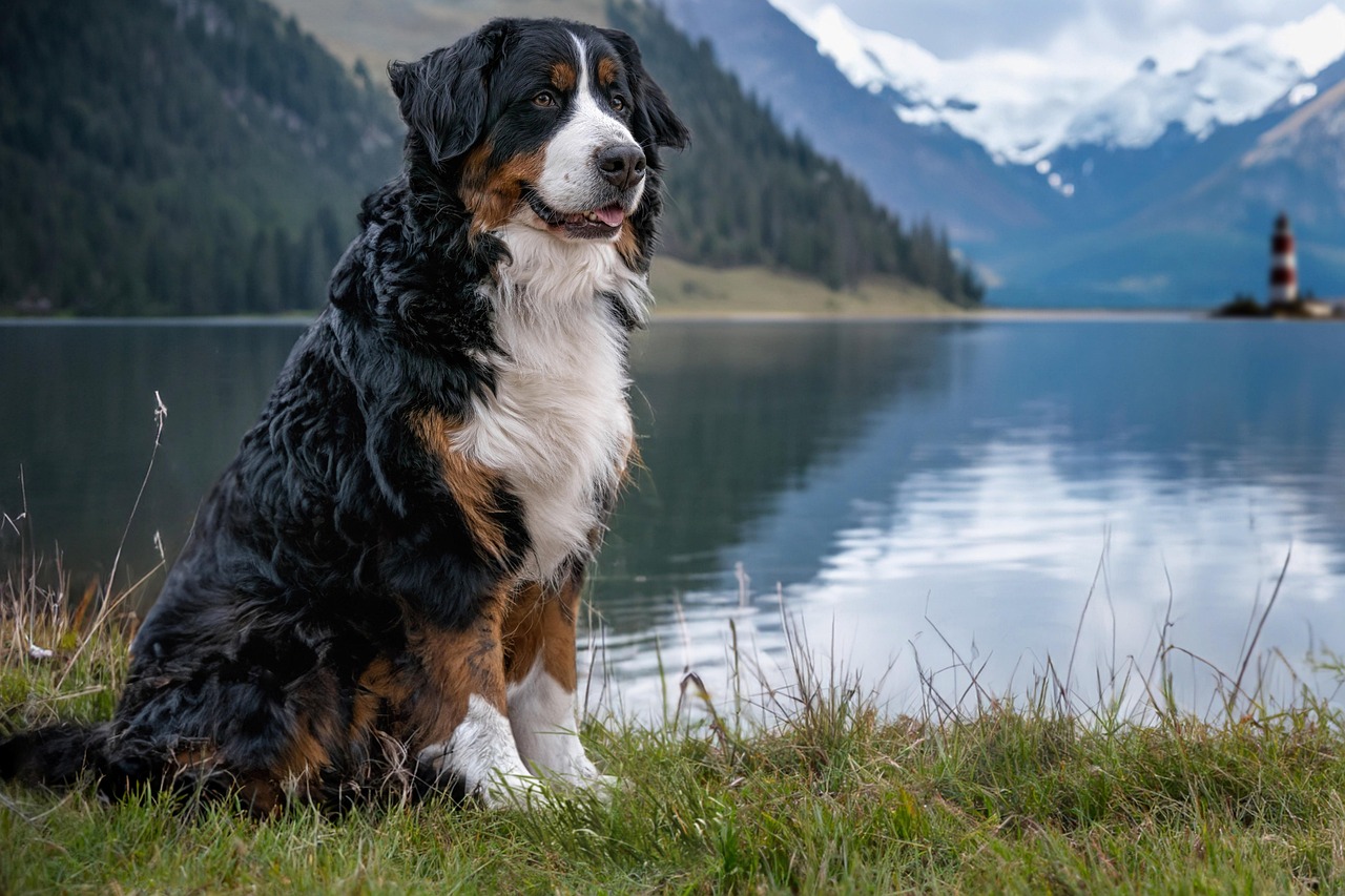 Bernese Mountain Dog GoofyTails