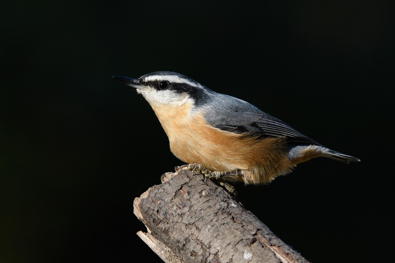 Red-Breasted Nuthatch Bird Animal - Free photo on Pixabay