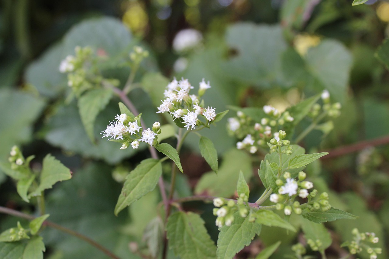 Flores Verde Branco - Foto gratuita no Pixabay - Pixabay