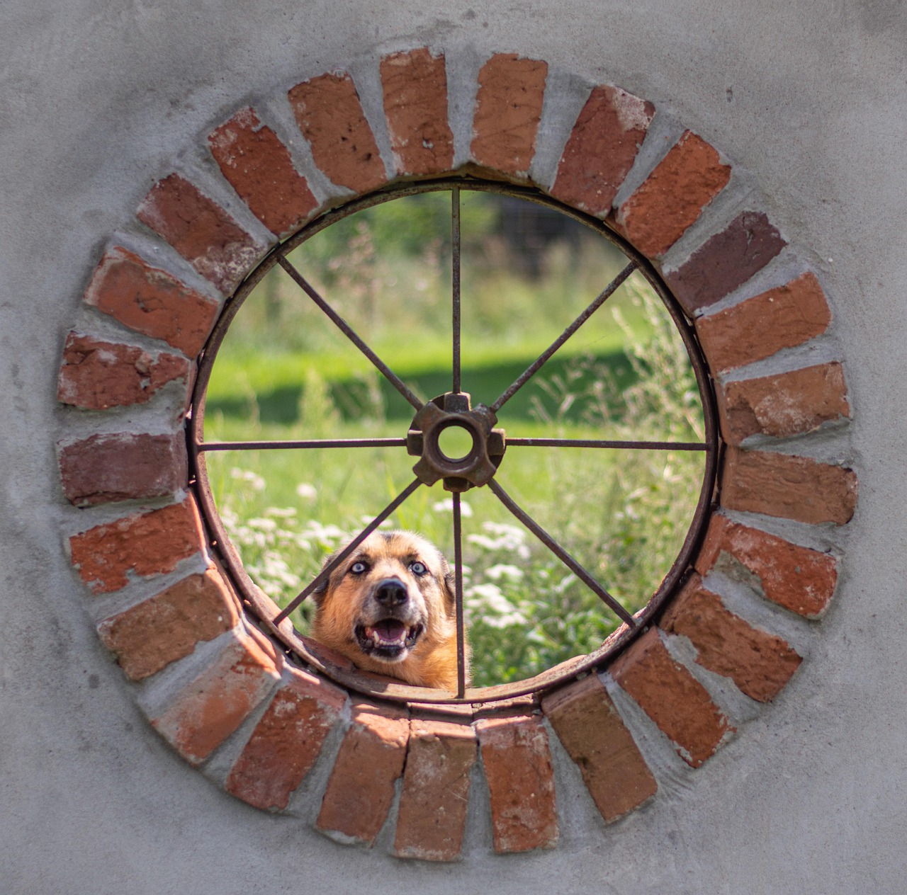 Dog Wall Fence - Free photo on Pixabay - Pixabay