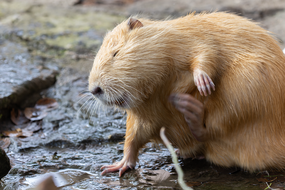 Nutria Rodent Swamp - Free photo on Pixabay - Pixabay
