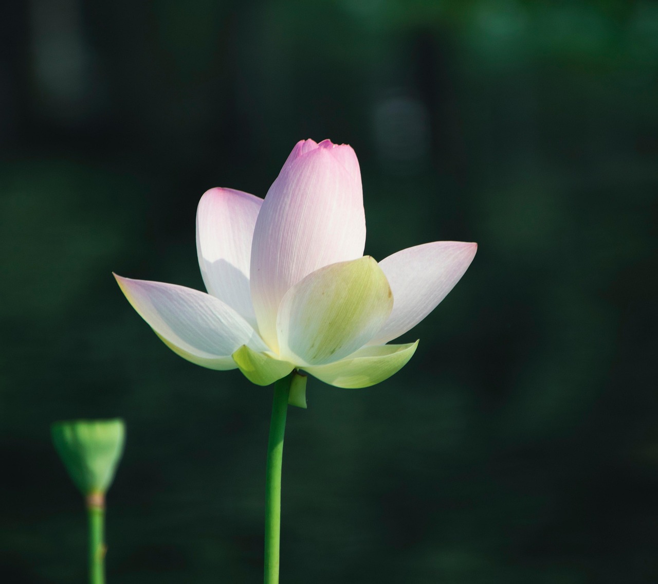 Fleur Lotus Rose - Photo gratuite sur Pixabay - Pixabay