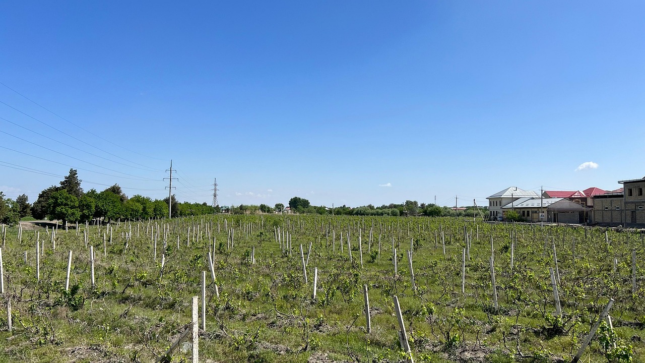 Vineyard Wine Pitch - Free photo on Pixabay - Pixabay