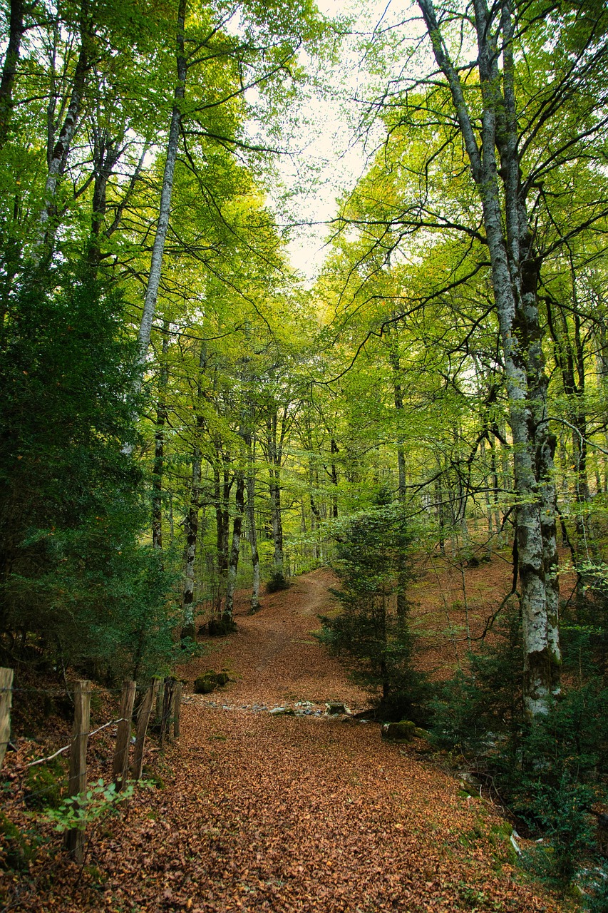 Selva Irato Navarra Espanha - Foto gratuita no Pixabay - Pixabay