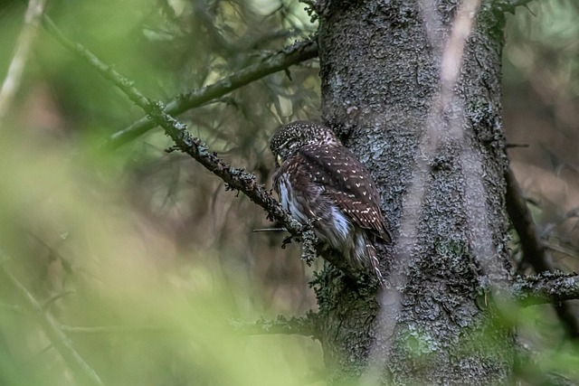 Eurasian Pygmy Owl Bird Of - Free photo on Pixabay - Pixabay