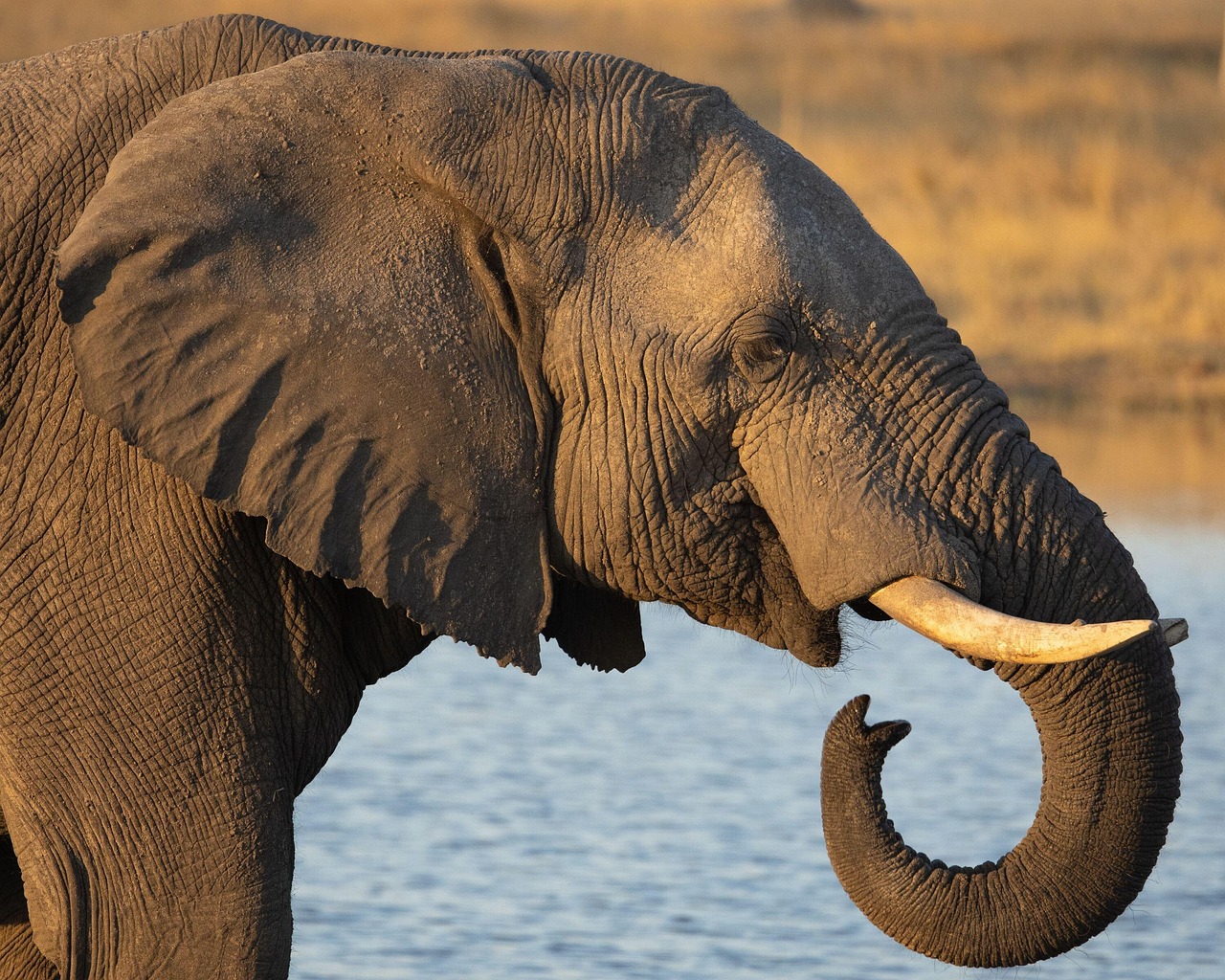 L'Éléphant Mammifère Faune - Photo gratuite sur Pixabay