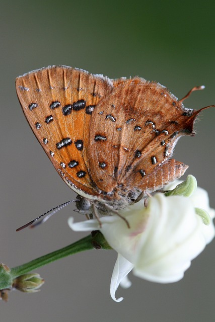 Papillon Orange Insecte - Photo gratuite sur Pixabay - Pixabay