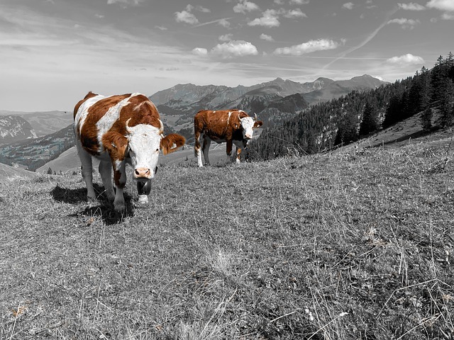 Vache La Nature Alpes - Photo gratuite sur Pixabay - Pixabay
