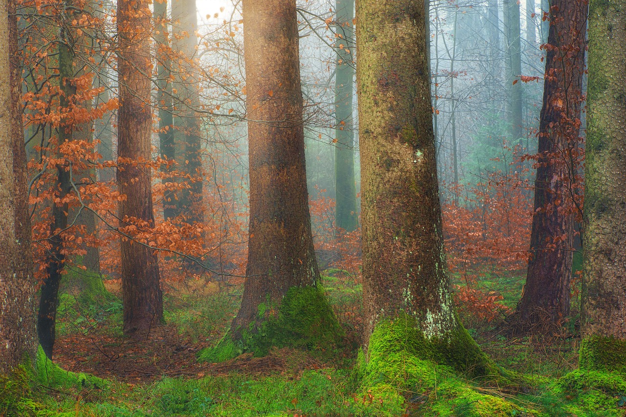 Bosque De árboles Con Musgo Foto De árboles Cubiertos De Musgo