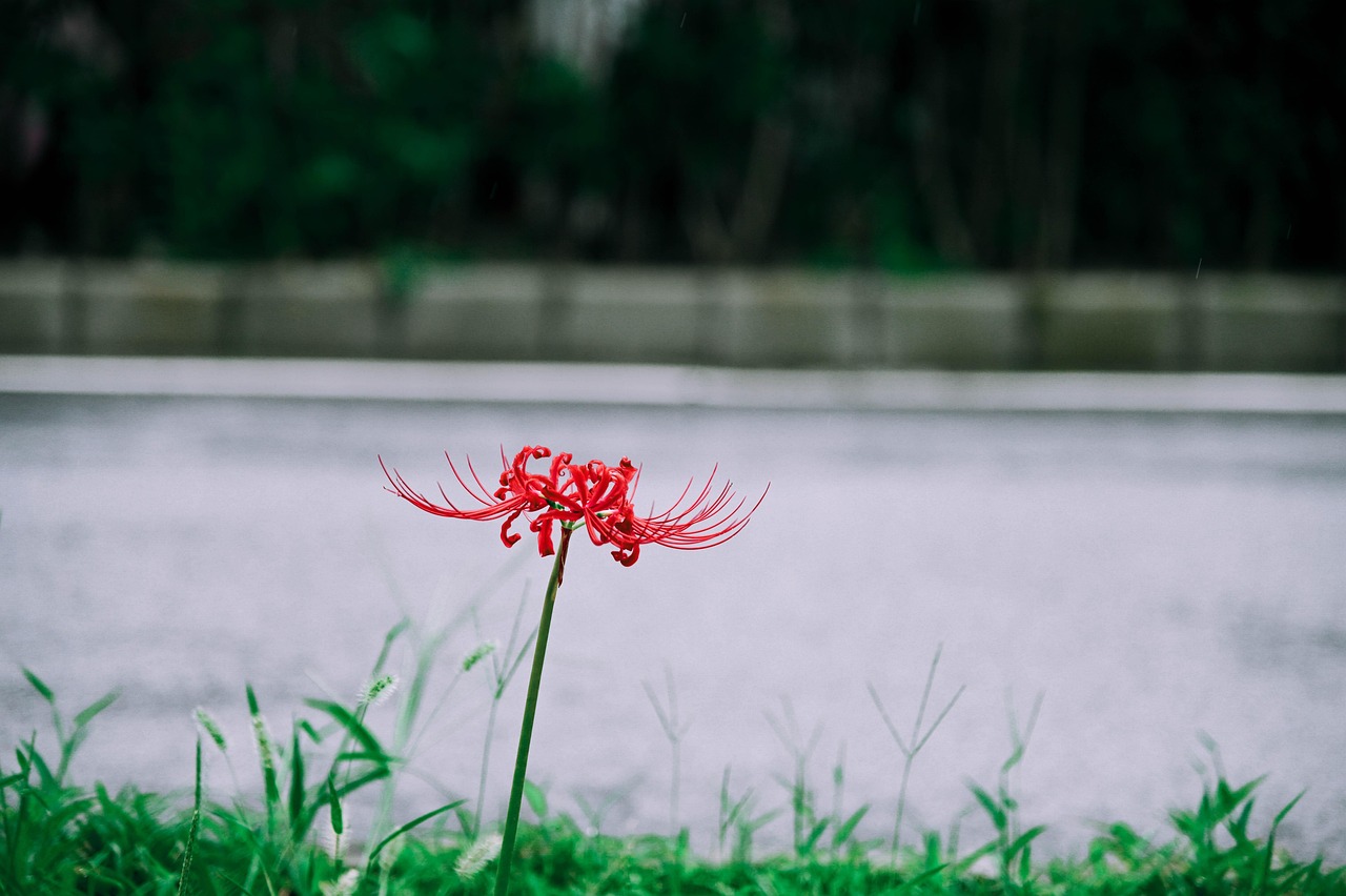 Lycoris Rouge Fleur - Photo gratuite sur Pixabay - Pixabay