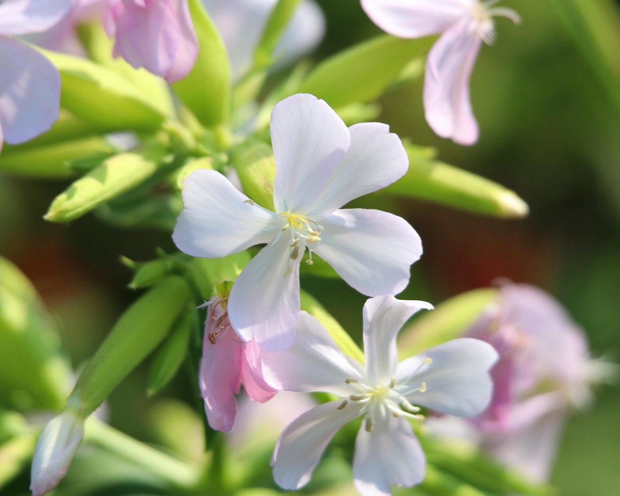 Summer Flowers Nature Beach - Free photo on Pixabay - Pixabay