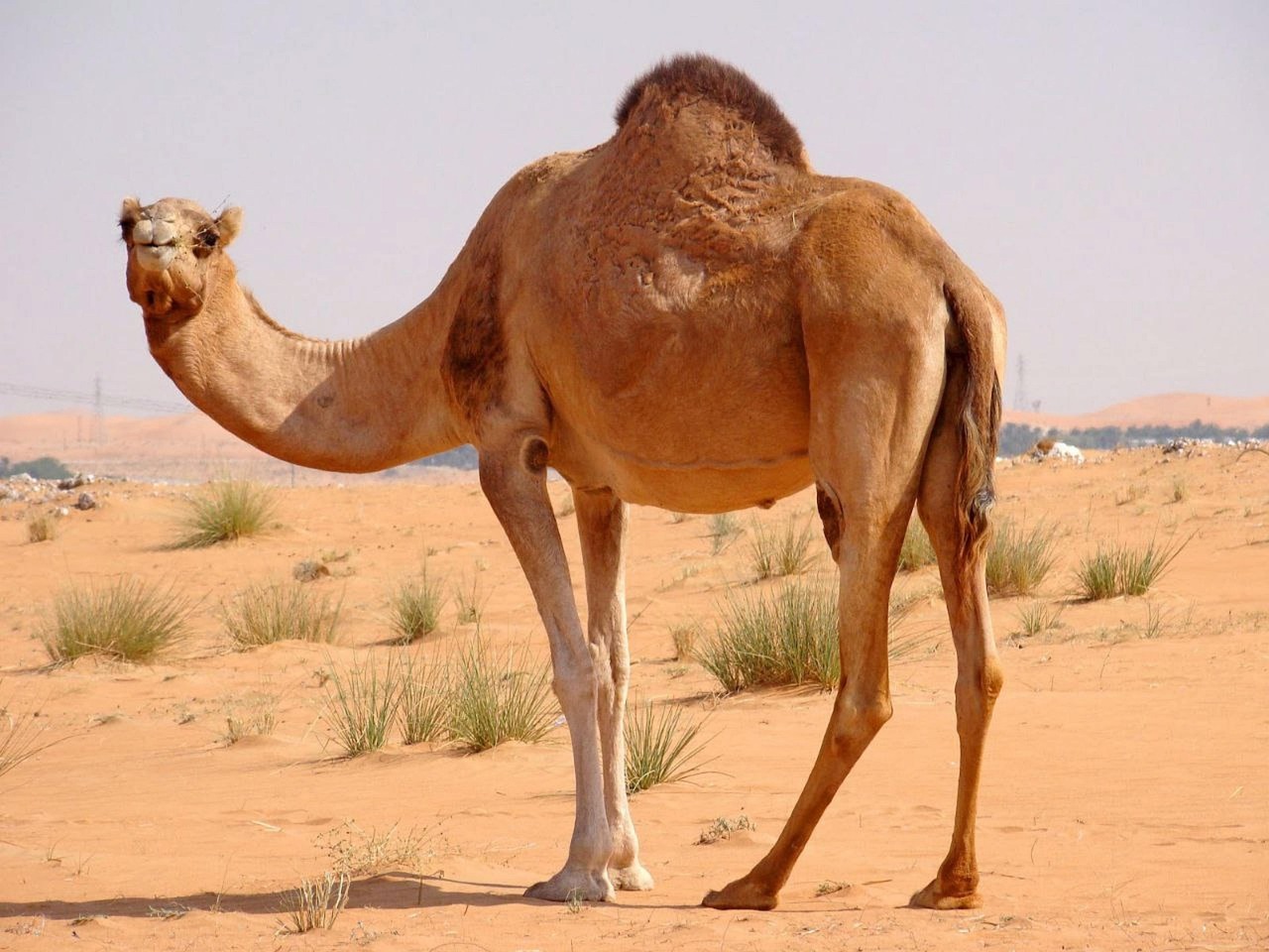 Animal Camel Mammal - Free photo on Pixabay - Pixabay