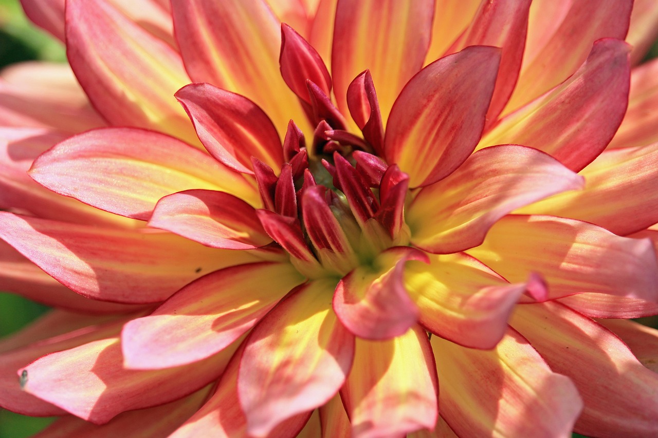 Dahlia Bunga Tanaman - Foto gratis di Pixabay - Pixabay