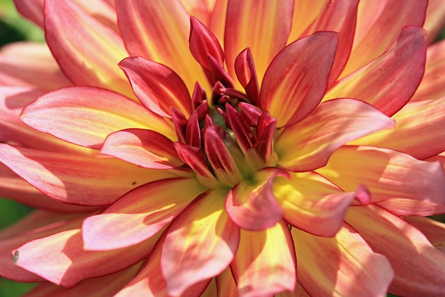 Dahlia Bunga Tanaman - Foto gratis di Pixabay - Pixabay