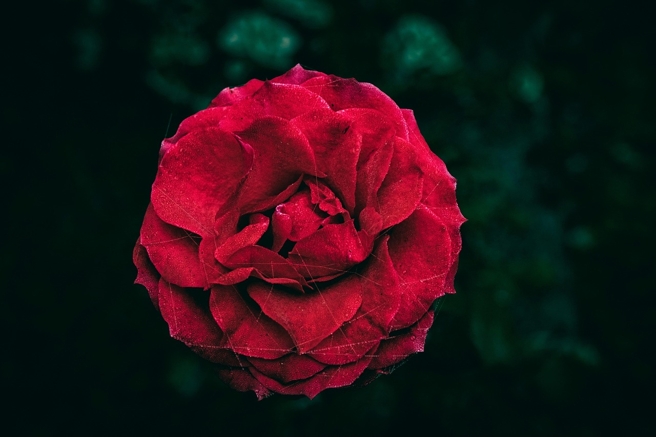 Setelah Hujan Bloom Berbunga Bunga - Foto gratis di Pixabay - Pixabay