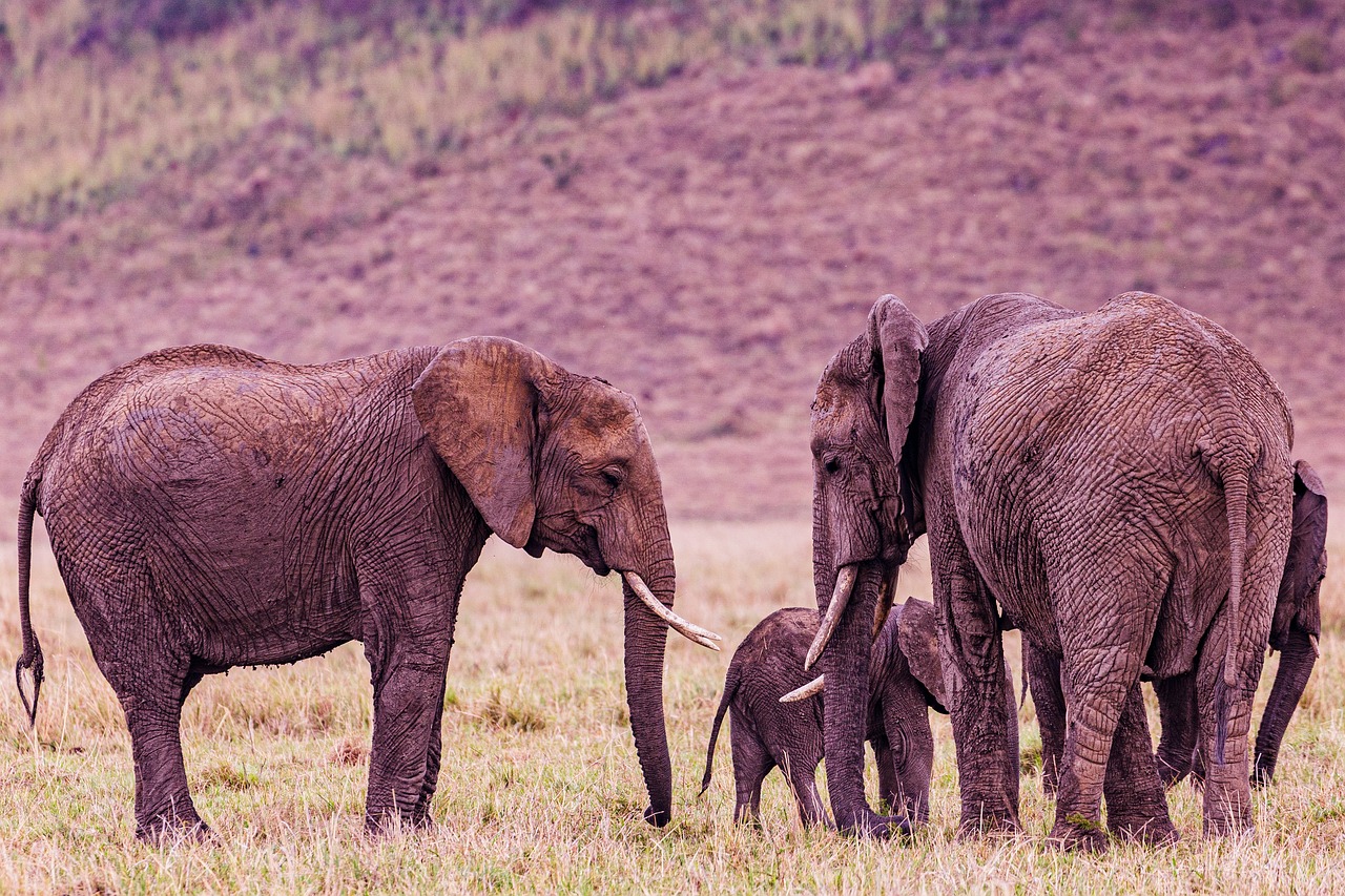 Elefantes Ternero Animales - Foto gratis en Pixabay
