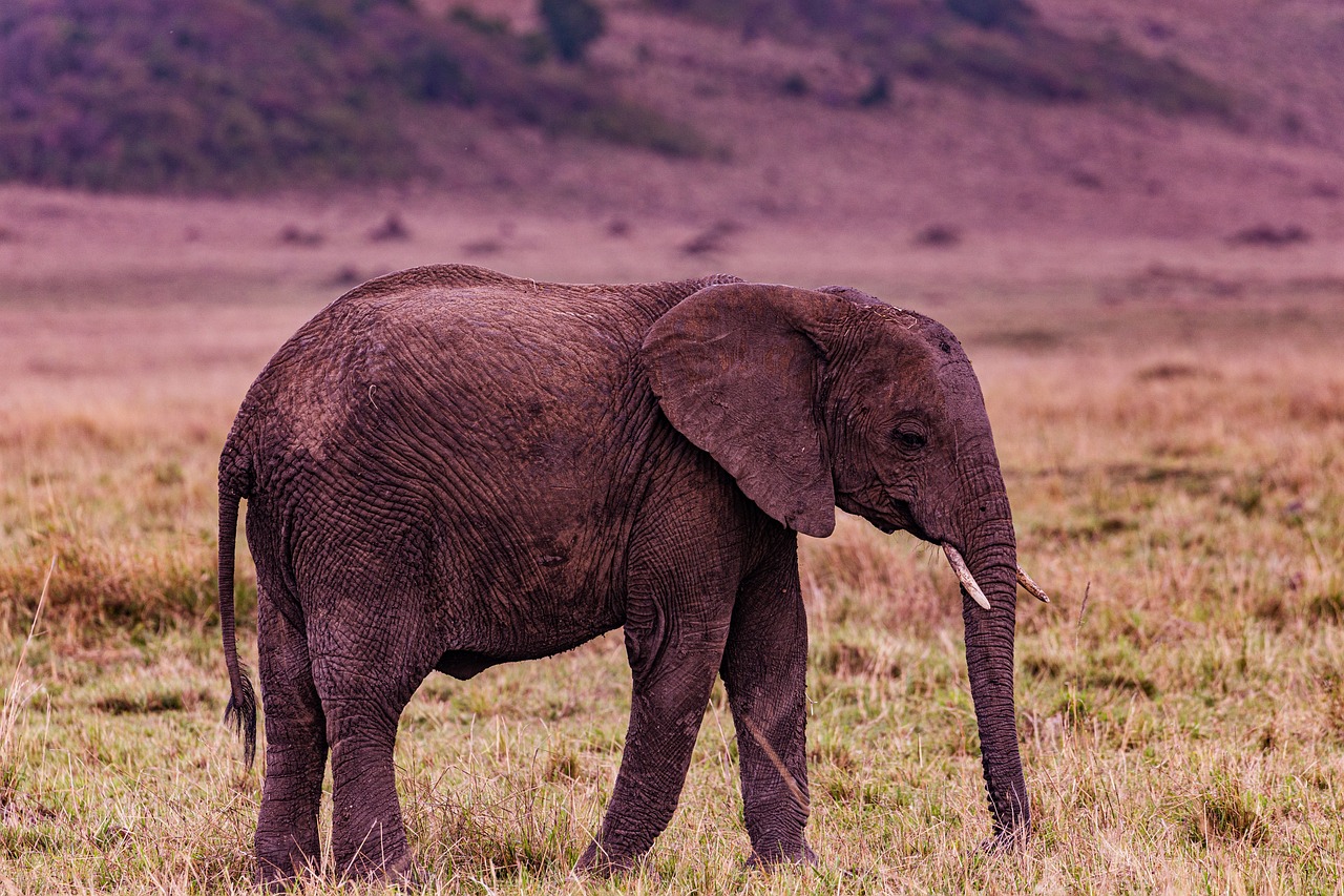 L'Éléphant Veau Animal - Photo gratuite sur Pixabay - Pixabay