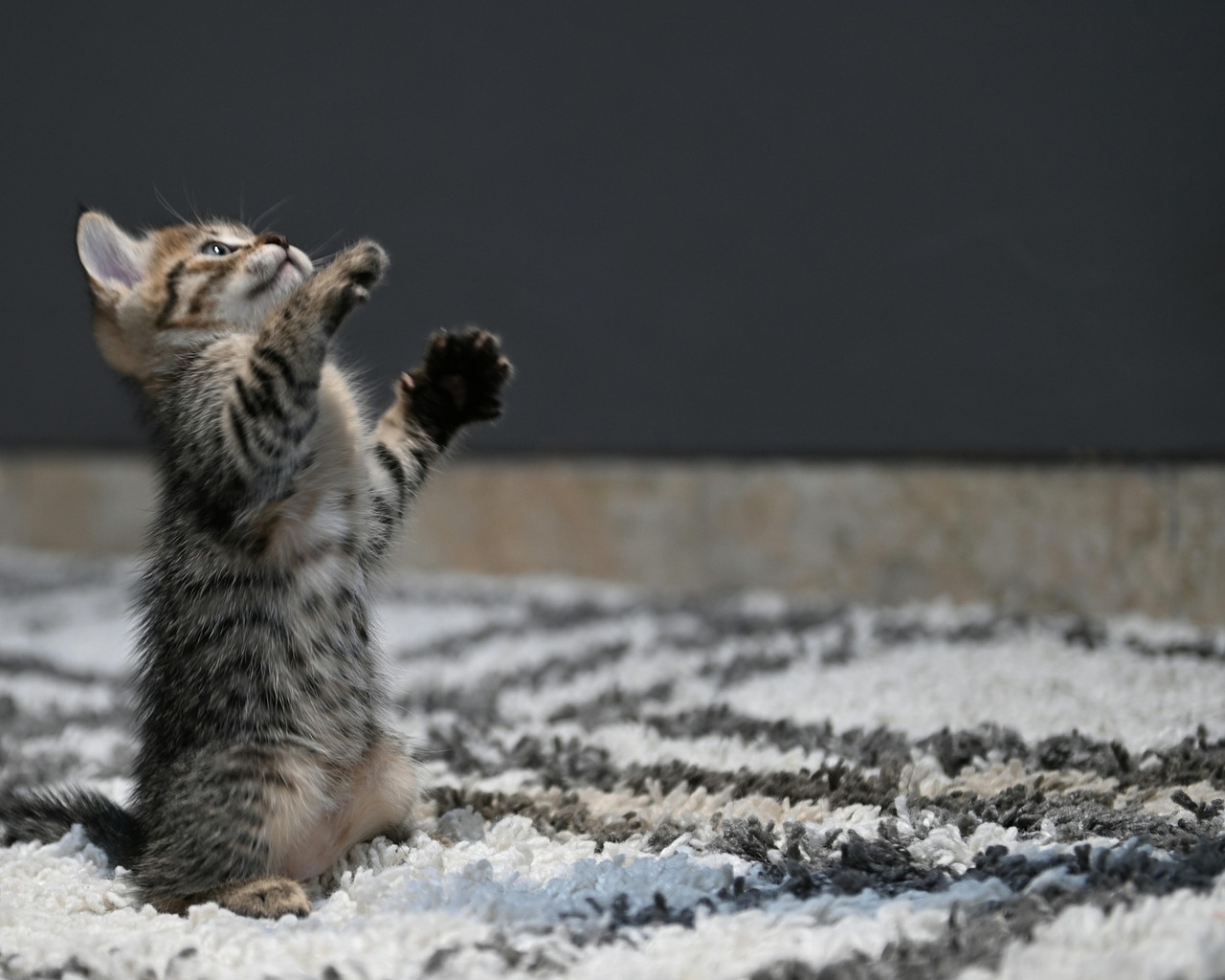 Kätzchen Katze Lustig - Kostenloses Foto auf Pixabay - Pixabay