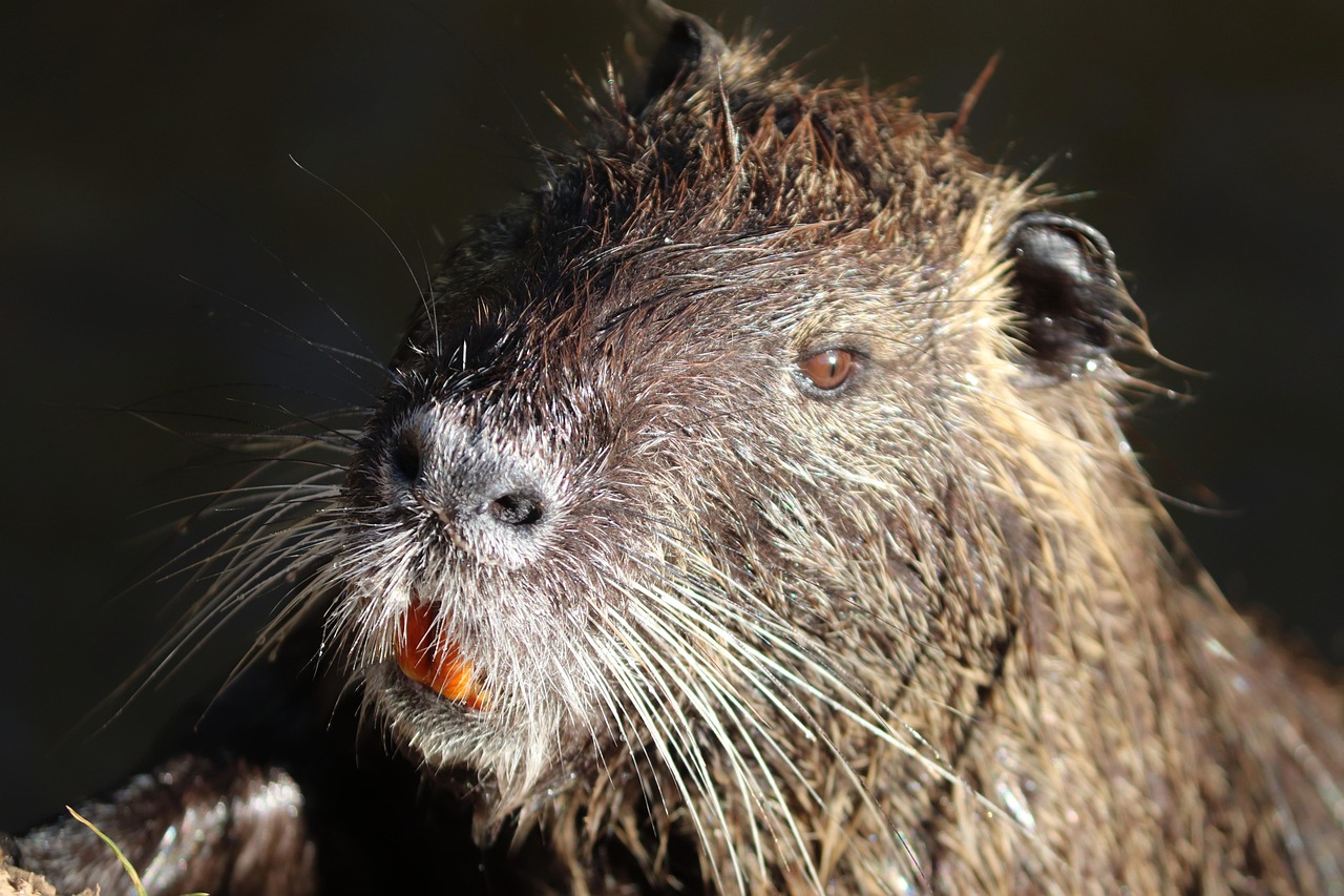 Nutria Rata Castor Roedor - Foto gratis en Pixabay - Pixabay