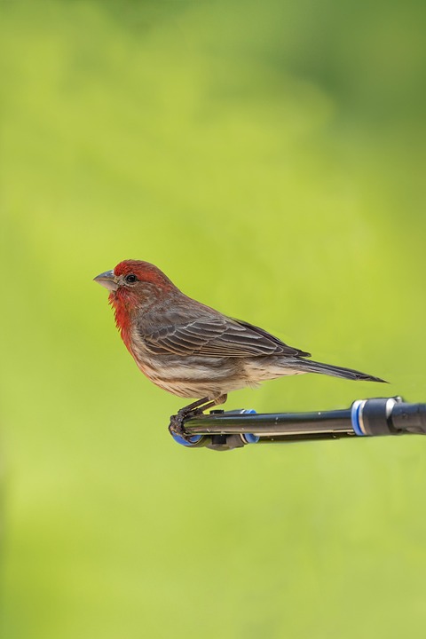 Bird House Finch Beak - Free photo on Pixabay - Pixabay