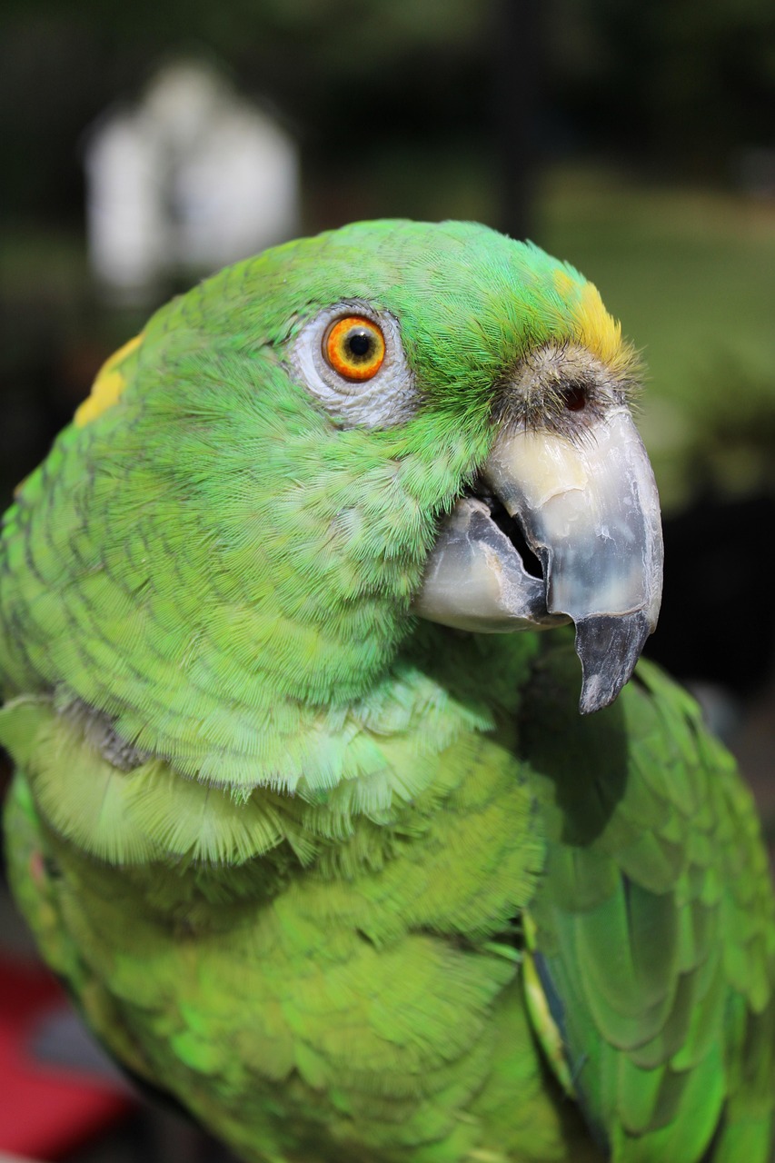 Parrot Bird Feathers - Free photo on Pixabay - Pixabay