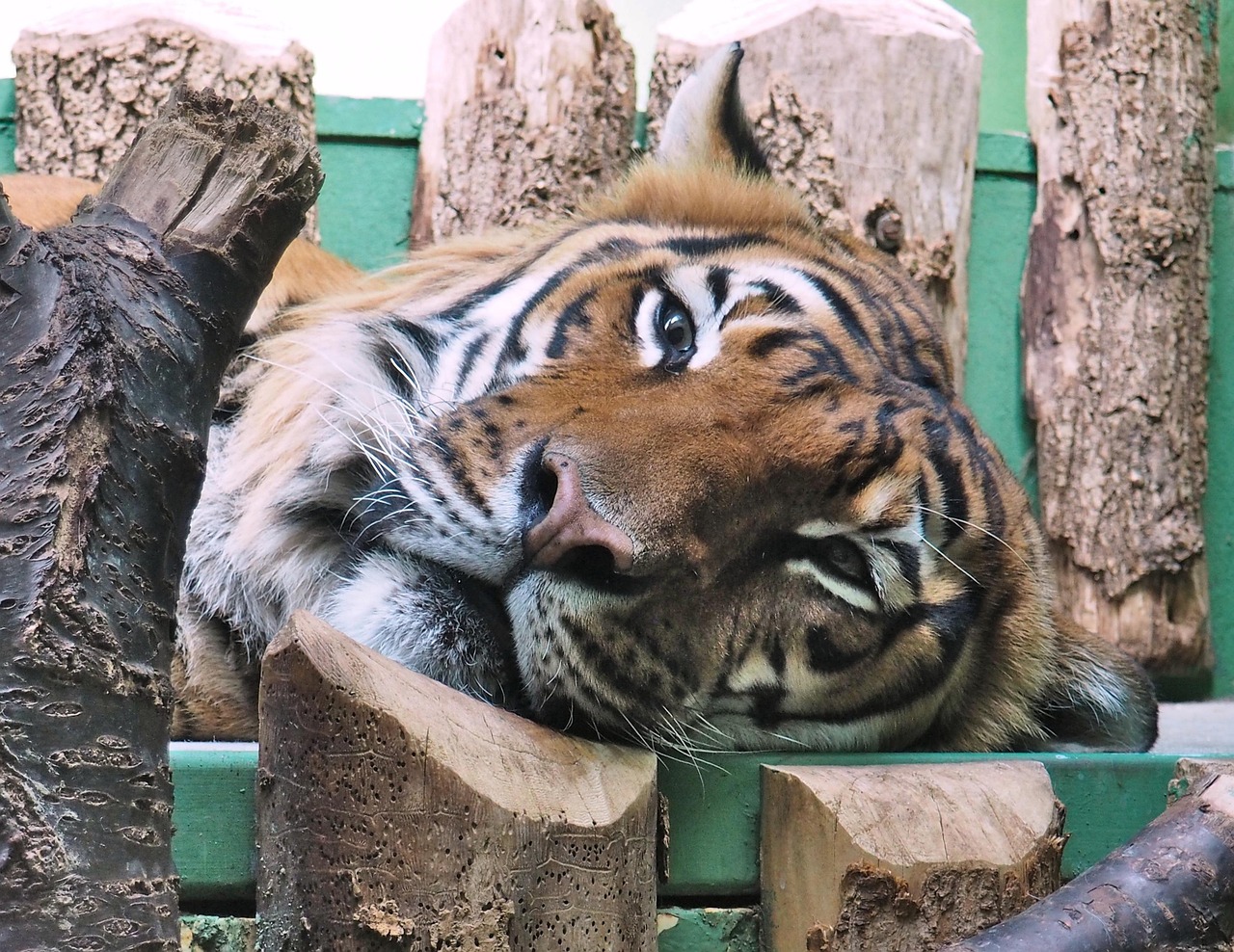 Tiger Head Portrait Animal - Free photo on Pixabay - Pixabay