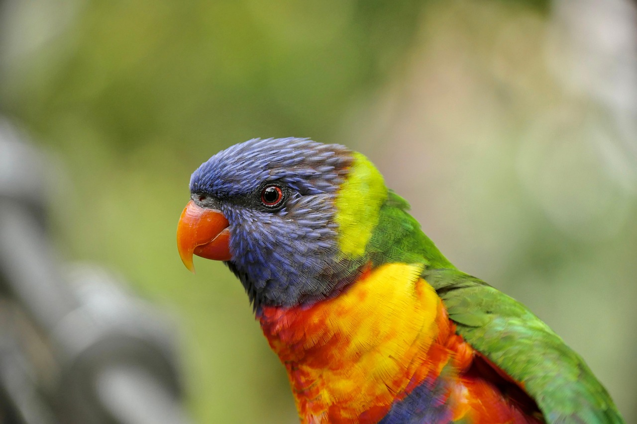200+ Free Lorikeet & Parrot Photos - Pixabay