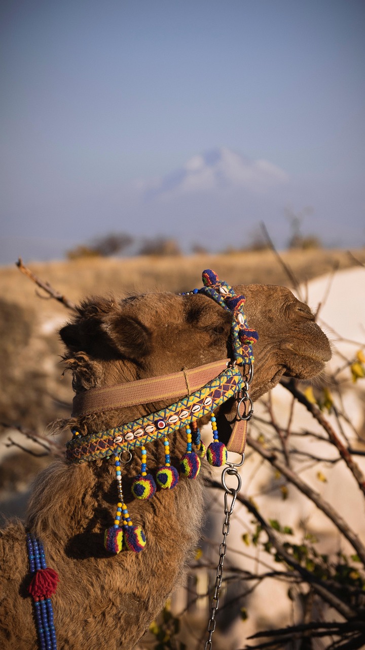 Animal Camel Mammal - Free photo on Pixabay