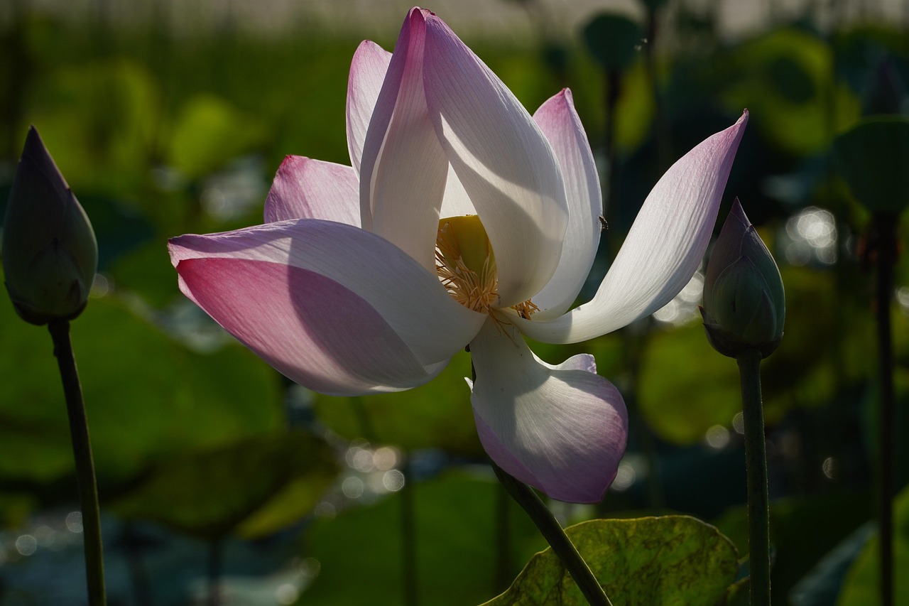 Lotus Flower Flowers - Free photo on Pixabay - Pixabay