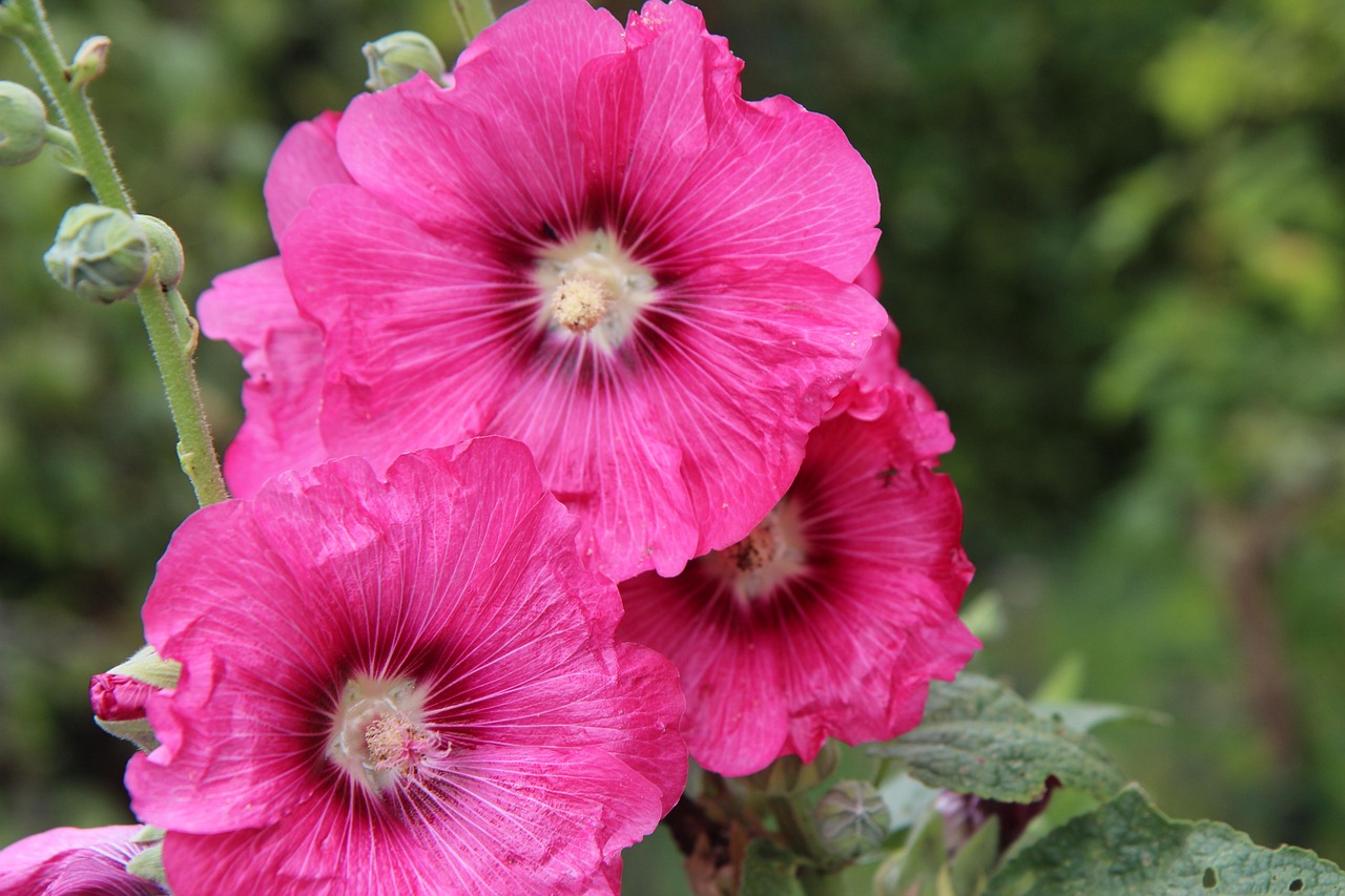 Hollyhock Flowers Pink - Free photo on Pixabay - Pixabay