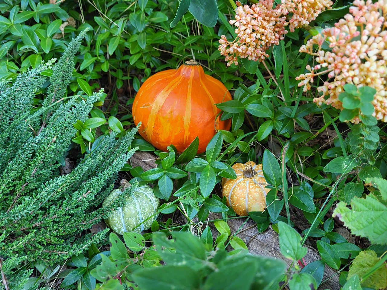 Pumpkin Orange Fall - Free photo on Pixabay - Pixabay