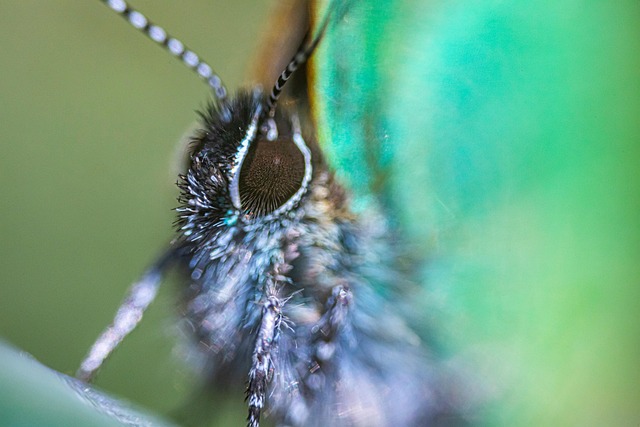 Mèche Verte Callophrys Rubis Un - Photo gratuite sur Pixabay - Pixabay