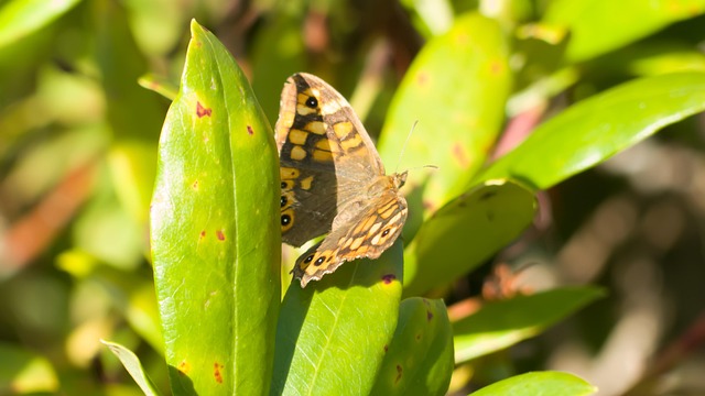 Candid Photo Contest Nature Insect - Free photo on Pixabay - Pixabay