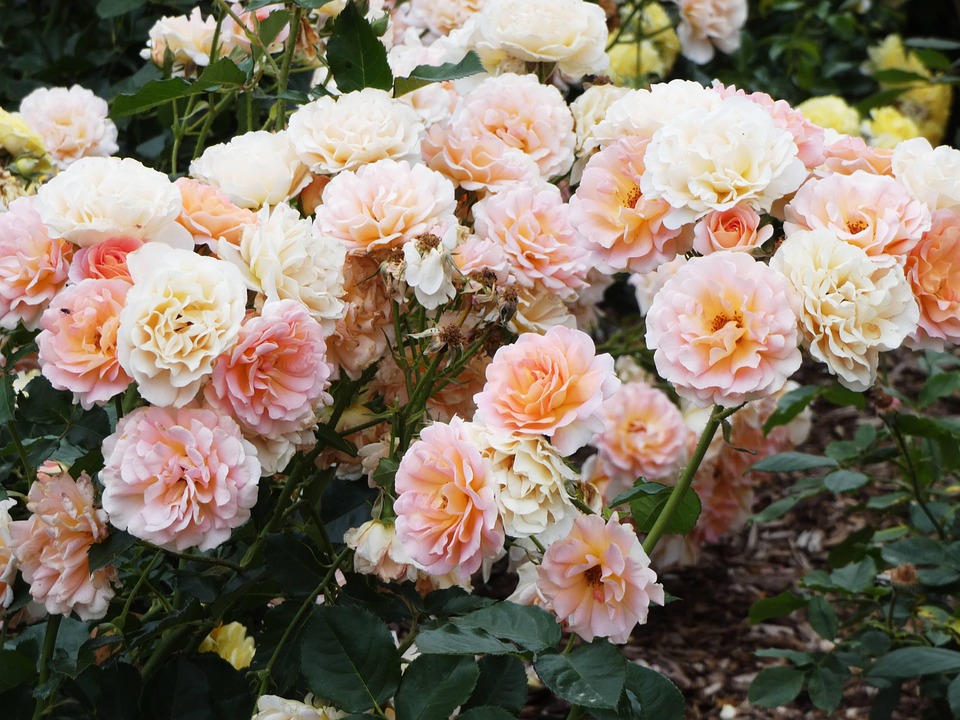Des Roses Fleurs Rosier Buisson De - Photo gratuite sur Pixabay - Pixabay