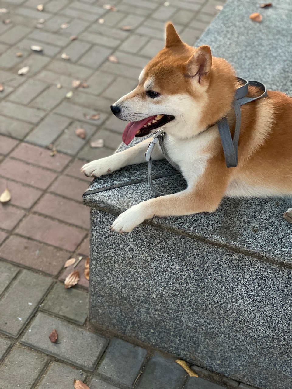 Foto Do Cachorro Inu E