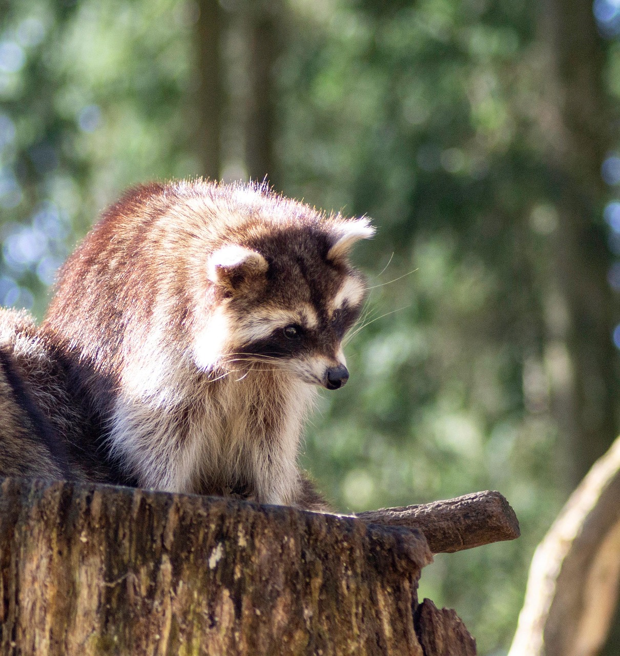 Raccoon Animal Mammal - Free photo on Pixabay - Pixabay