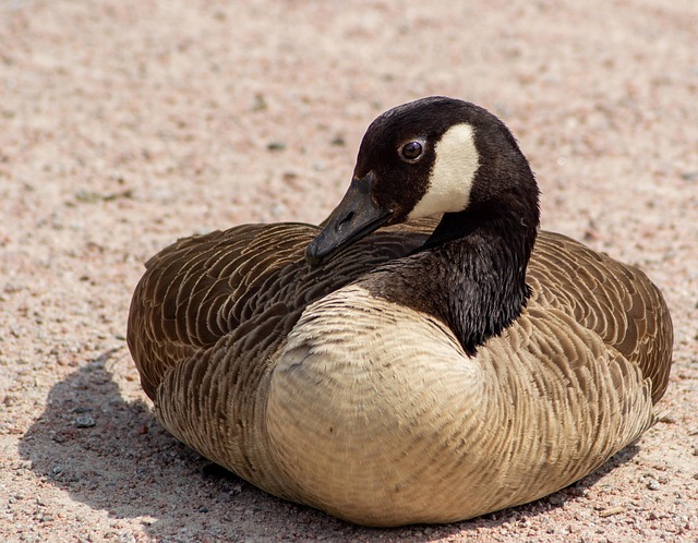 Ganso De Canadá Pato - Foto gratis en Pixabay - Pixabay