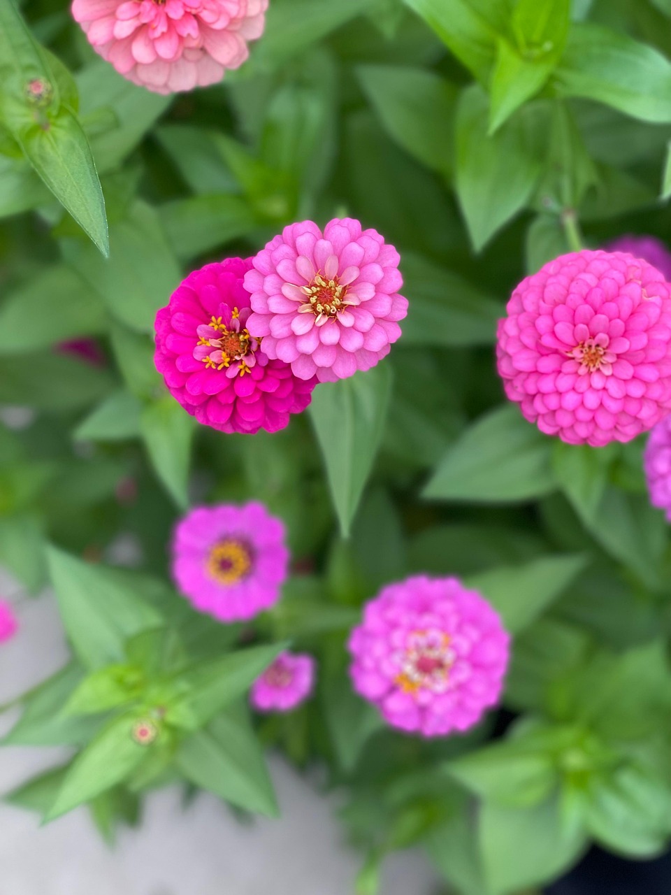 Zínia Flores Planta Cor De - Foto gratuita no Pixabay - Pixabay