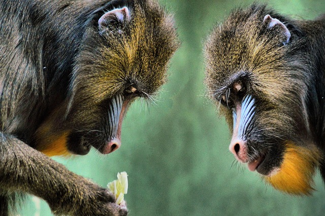 Monyet Primata Mandrill - Foto gratis di Pixabay - Pixabay