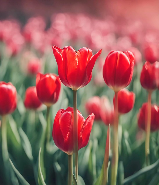 Red Tulips