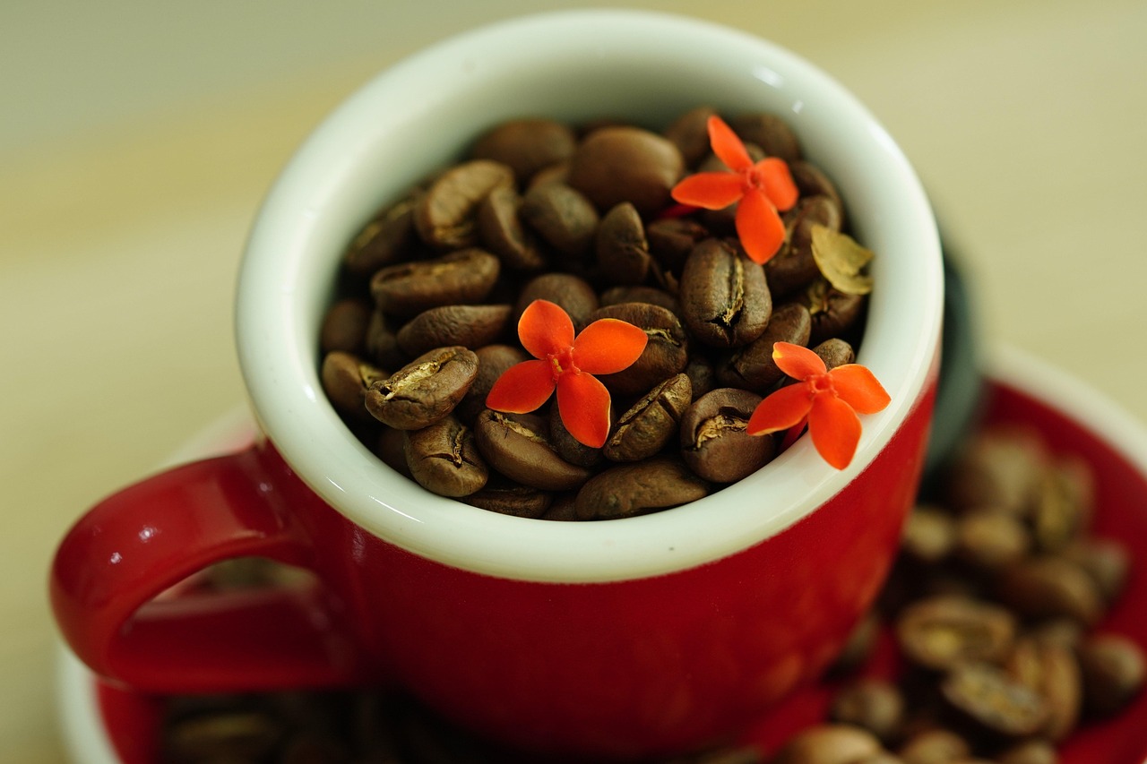 Coffee Beans Flowers - Free photo on Pixabay - Pixabay