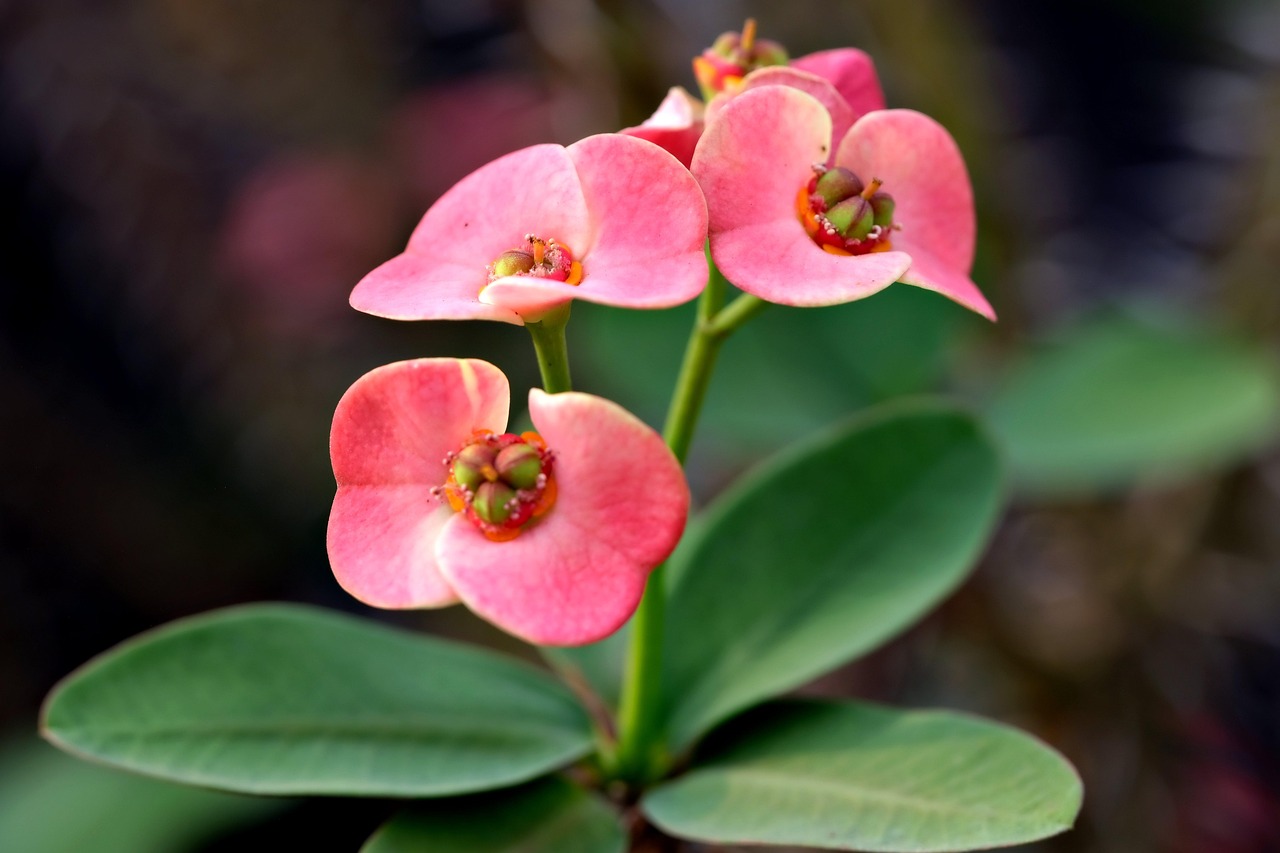 Flower Flora Plant - Free photo on Pixabay