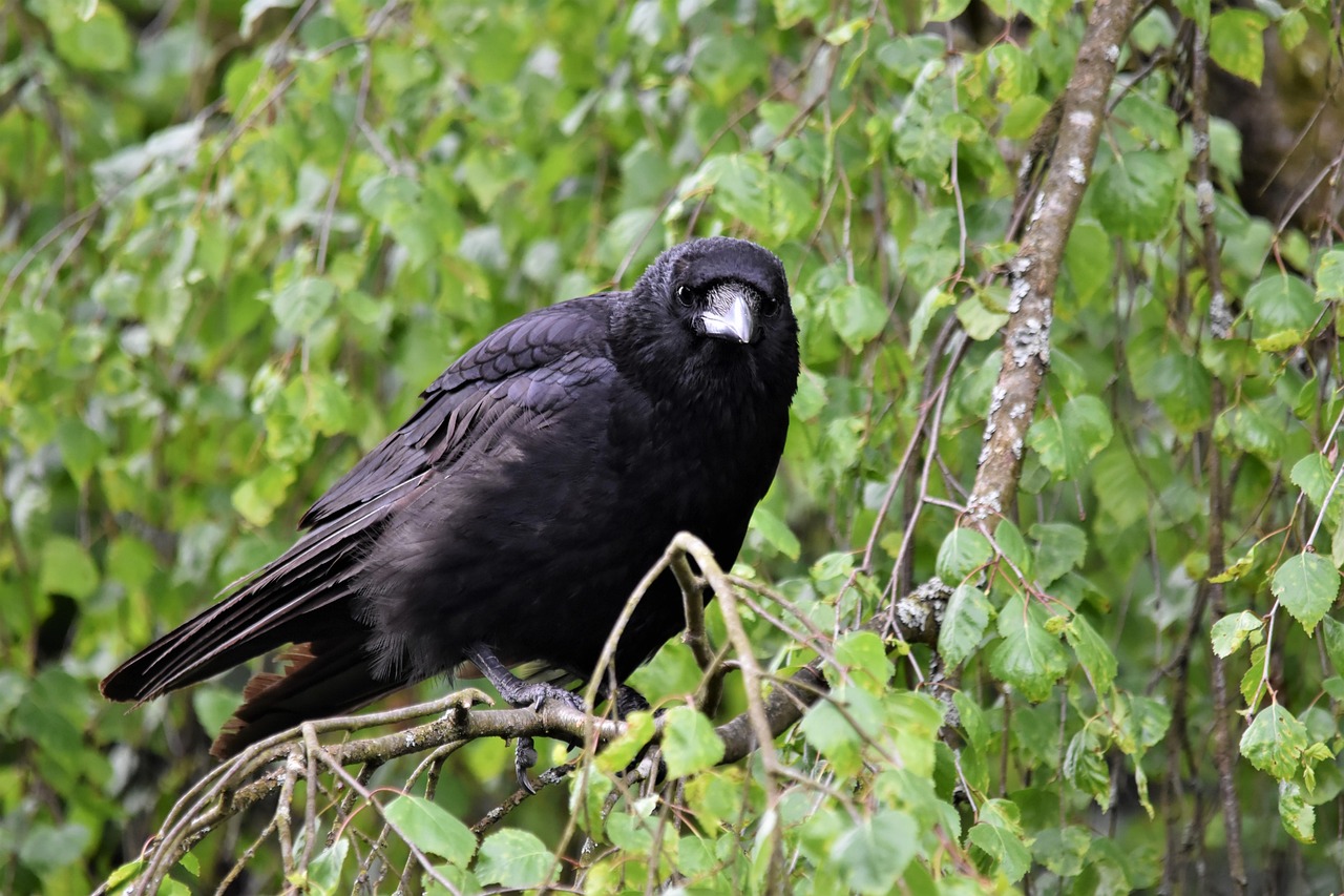 Grajilla Cuervo Carroñero Pájaro - Foto gratis en Pixabay - Pixabay