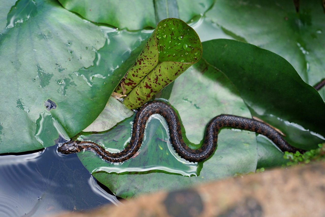 Line Reptile Animal - Free photo on Pixabay