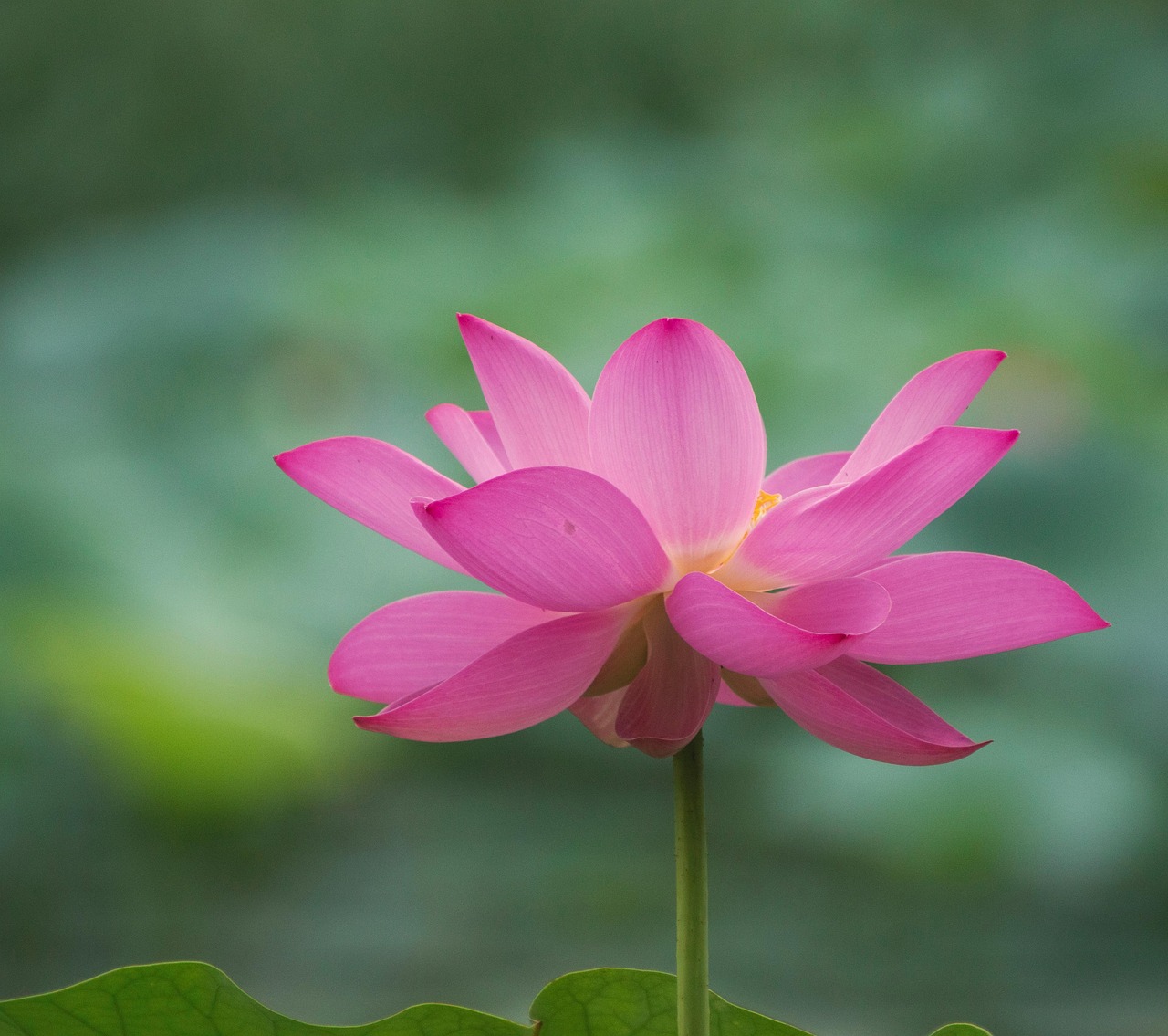 10,000+ Lotus Flower Pictures and Photos in Hi-Res - Pixabay
