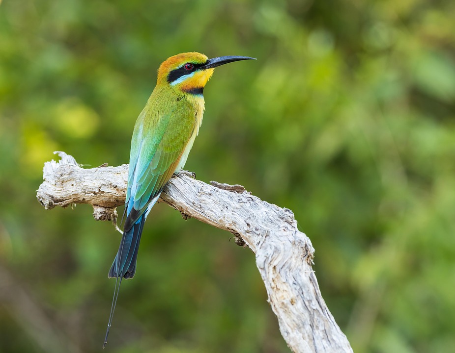 Bird Bee-Eater Nature - Free photo on Pixabay